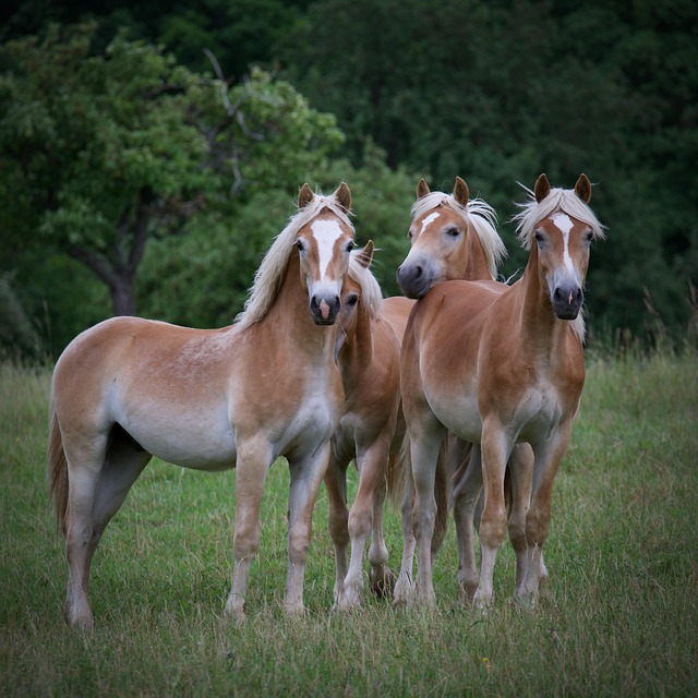 Caballos Pastar Brown - Foto gratis en Pixabay - Pixabay
