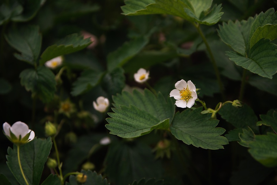 Strawberry Flowers Bloom - Free photo on Pixabay