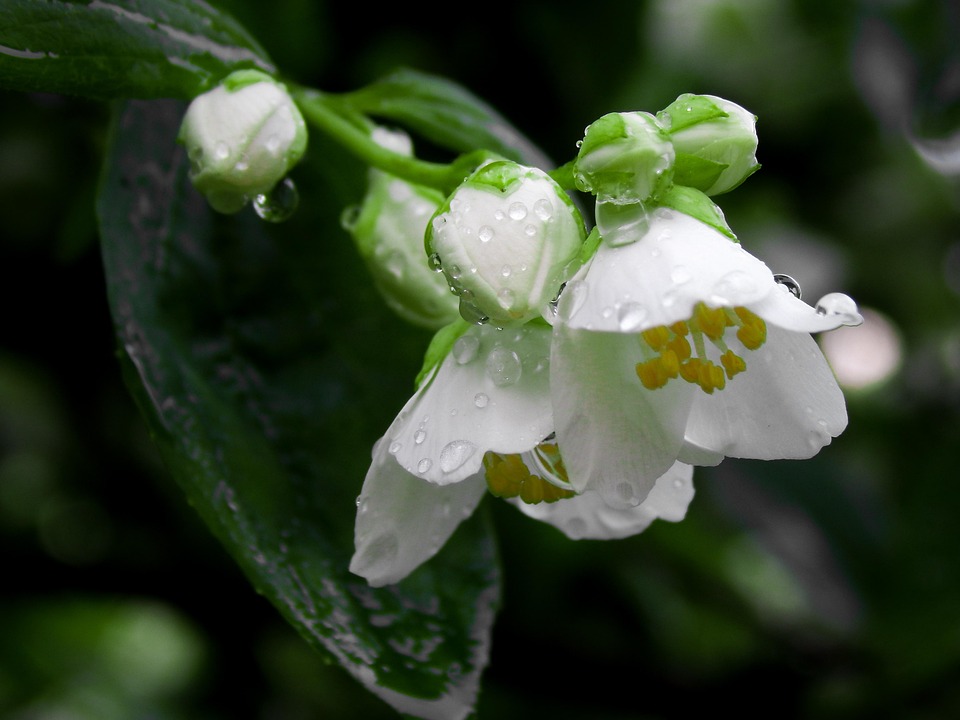 Green Nature Flower - Free photo on Pixabay - Pixabay