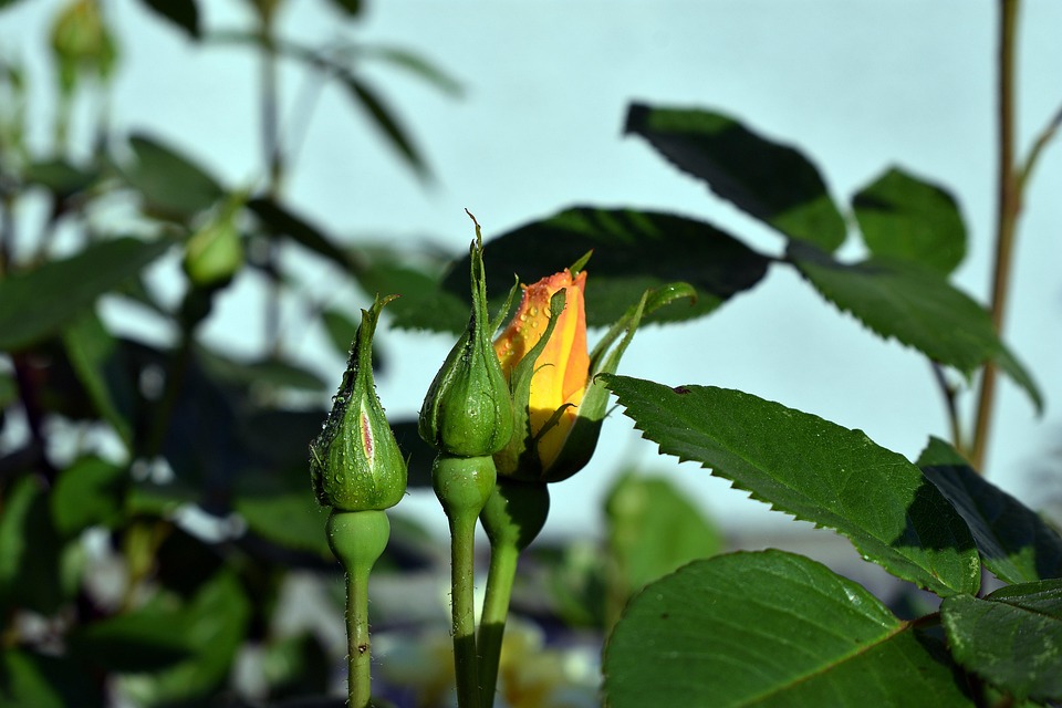 Rose Rozen Bloem - Gratis foto op Pixabay - Pixabay