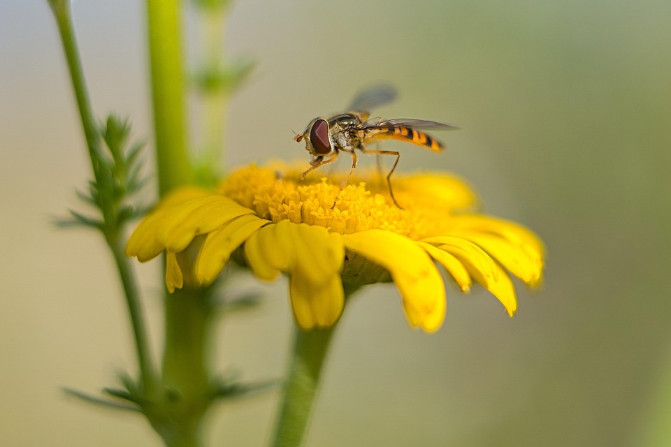 Hover Fly Marigold Nature - Free photo on Pixabay - Pixabay