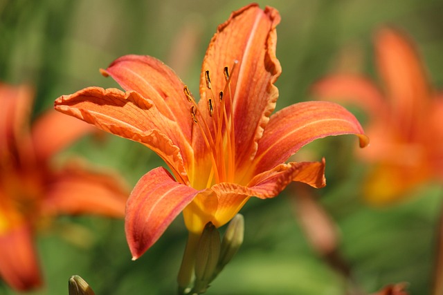 Orange La Nature Fleurs - Photo gratuite sur Pixabay - Pixabay