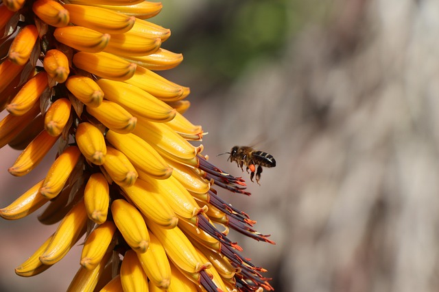 Abeille Nature Jaune - Photo gratuite sur Pixabay