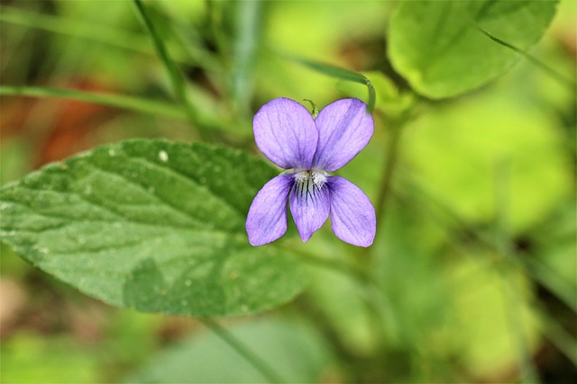 Violeta Floresta Flor - Foto gratuita no Pixabay - Pixabay