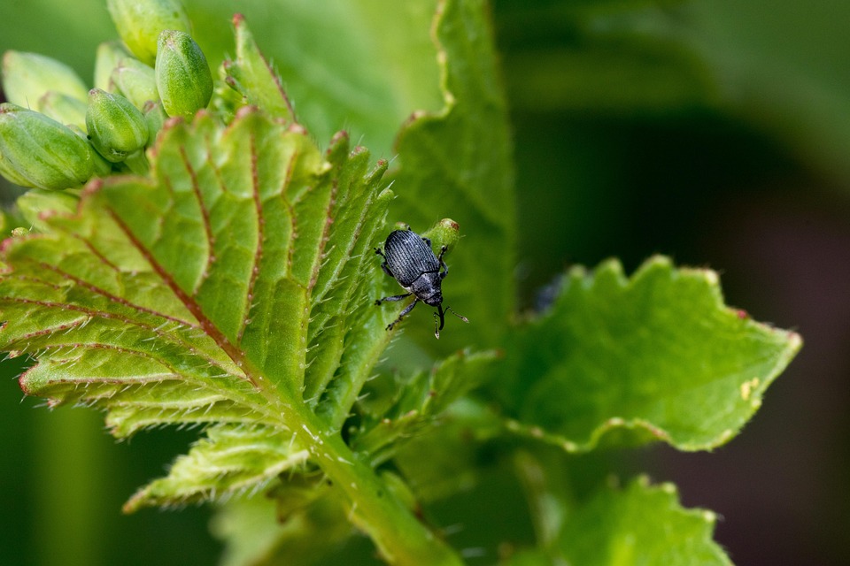 Weevil Beetle Macro - Free photo on Pixabay - Pixabay