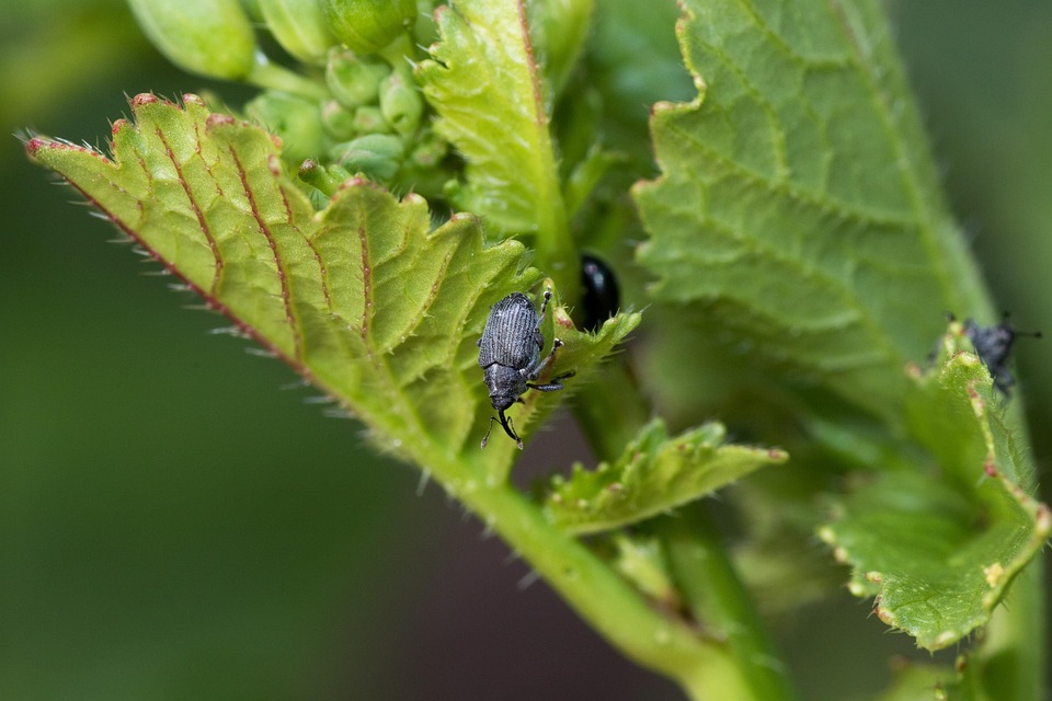 Weevil Beetle Macro - Free photo on Pixabay - Pixabay