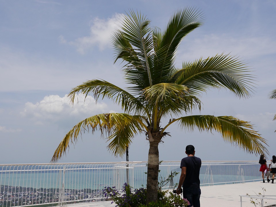 Palm Tree Holiday Sol Luz De - Foto gratis en Pixabay - Pixabay