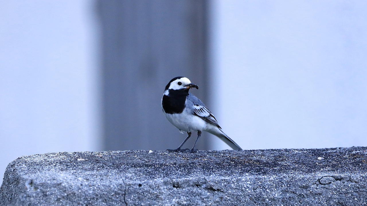 Bird White Wagtail Songbird - Free photo on Pixabay - Pixabay