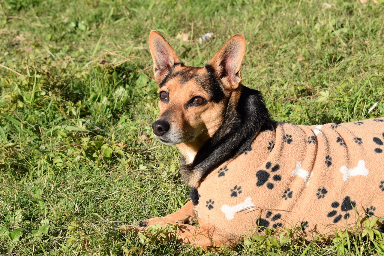 Cachorro Animal Bicho De Estimação - Foto gratuita no Pixabay - Pixabay