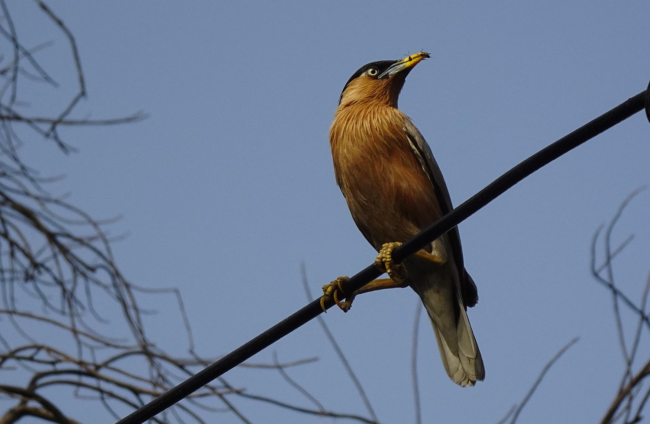 Bird Brahminy Myna Starling - Free photo on Pixabay - Pixabay