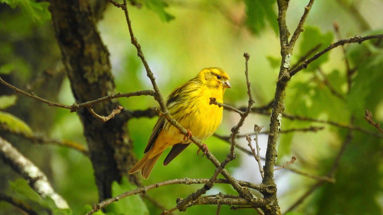 Burung Kuning Warna Warni Bulu - Foto gratis di Pixabay - Pixabay