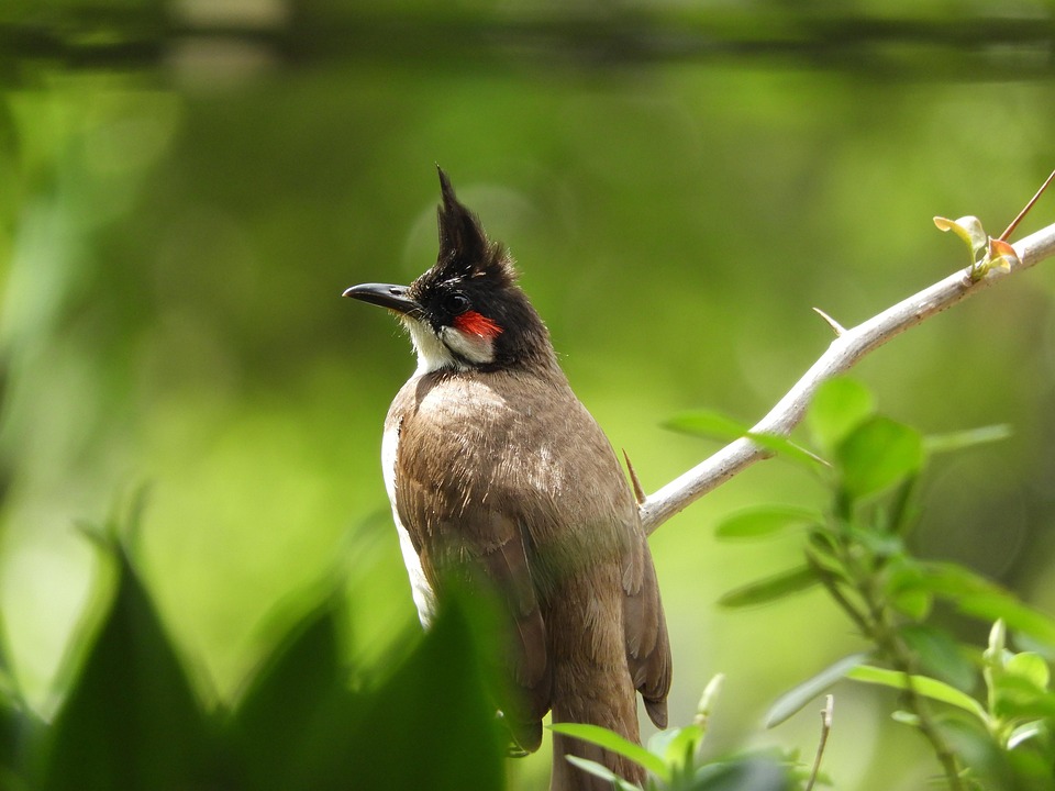 Bulbul นก สัตว์ป่า - ภาพฟรีบน Pixabay - Pixabay