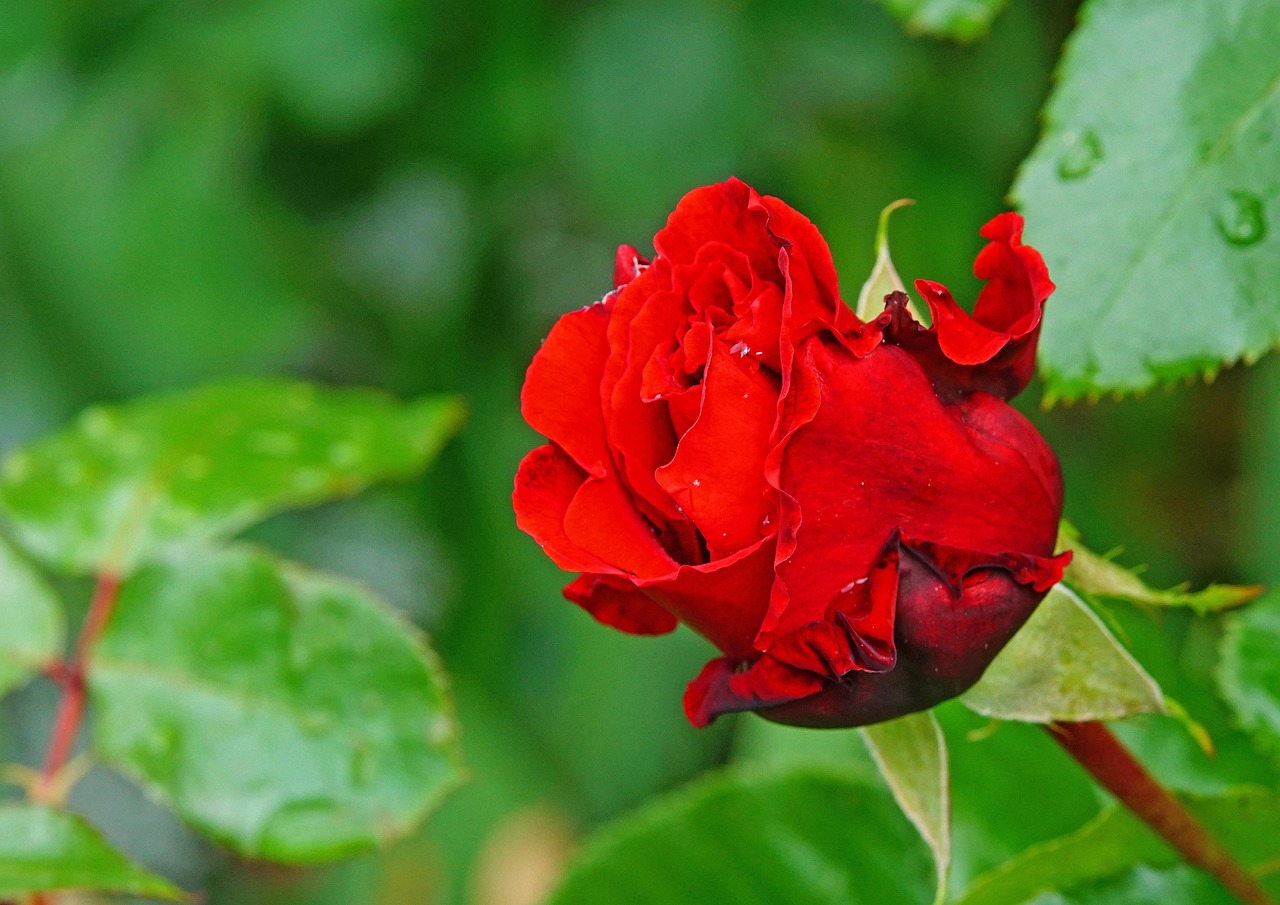 La Nature Les Plantes Le Printemps - Photo gratuite sur Pixabay - Pixabay