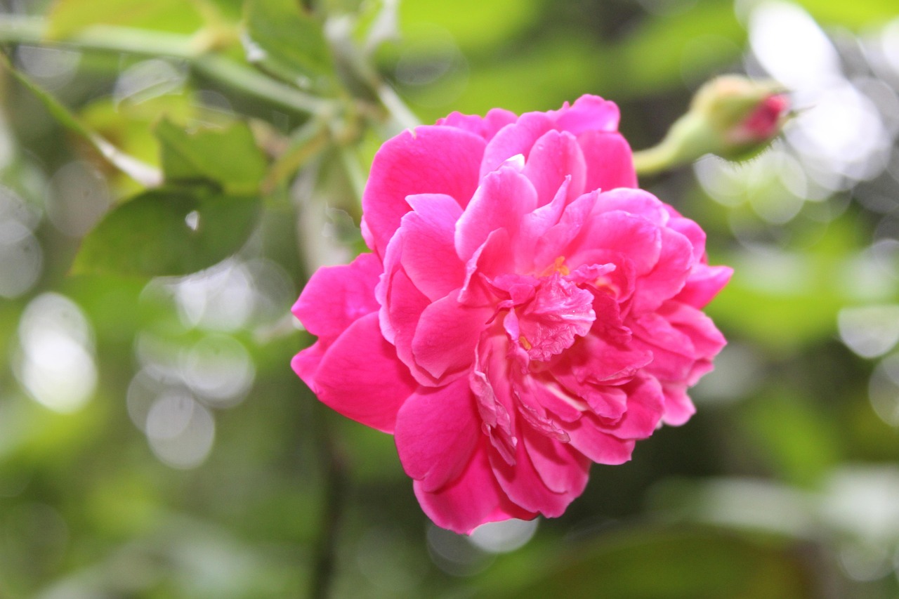 Blume Rose Pinke - Kostenloses Foto auf Pixabay - Pixabay