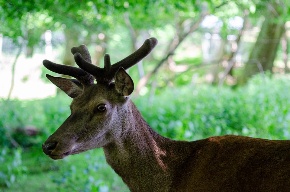 Hirsch Portrait Wildpark - Kostenloses Foto auf Pixabay - Pixabay