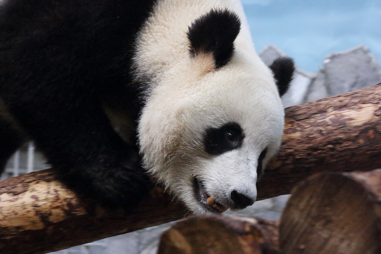 Zoo Bear Animals - Free photo on Pixabay - Pixabay