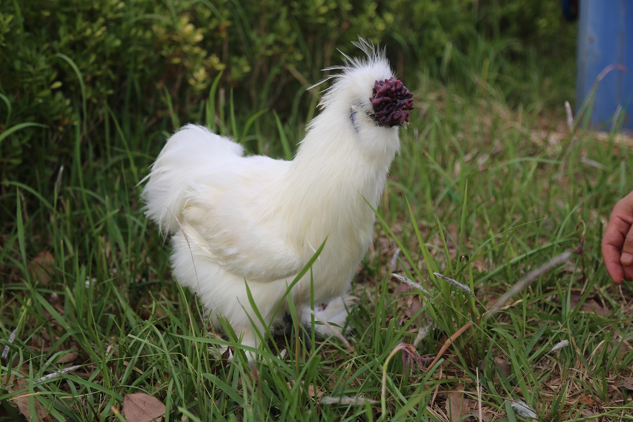 Chinesische Taihe Schwarz-Huhn - Kostenloses Foto auf Pixabay - Pixabay