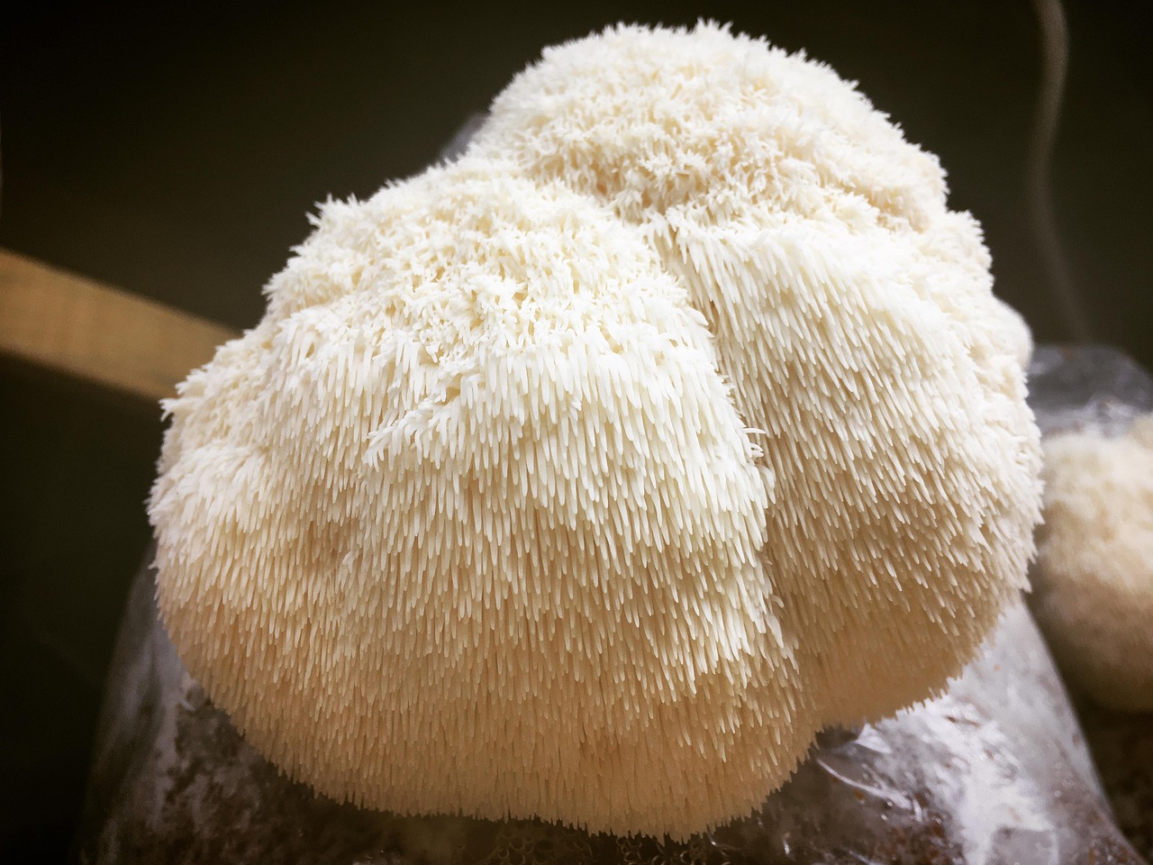 Crinière De Lion Champignon - Photo gratuite sur Pixabay - Pixabay
