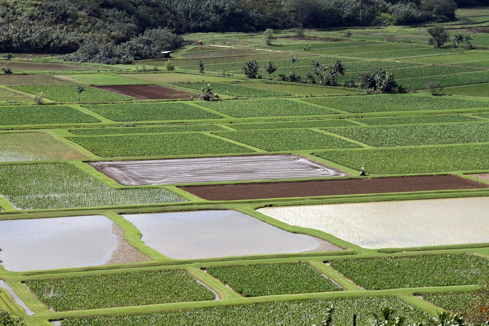 Farm Plantation Agriculture - Free photo on Pixabay