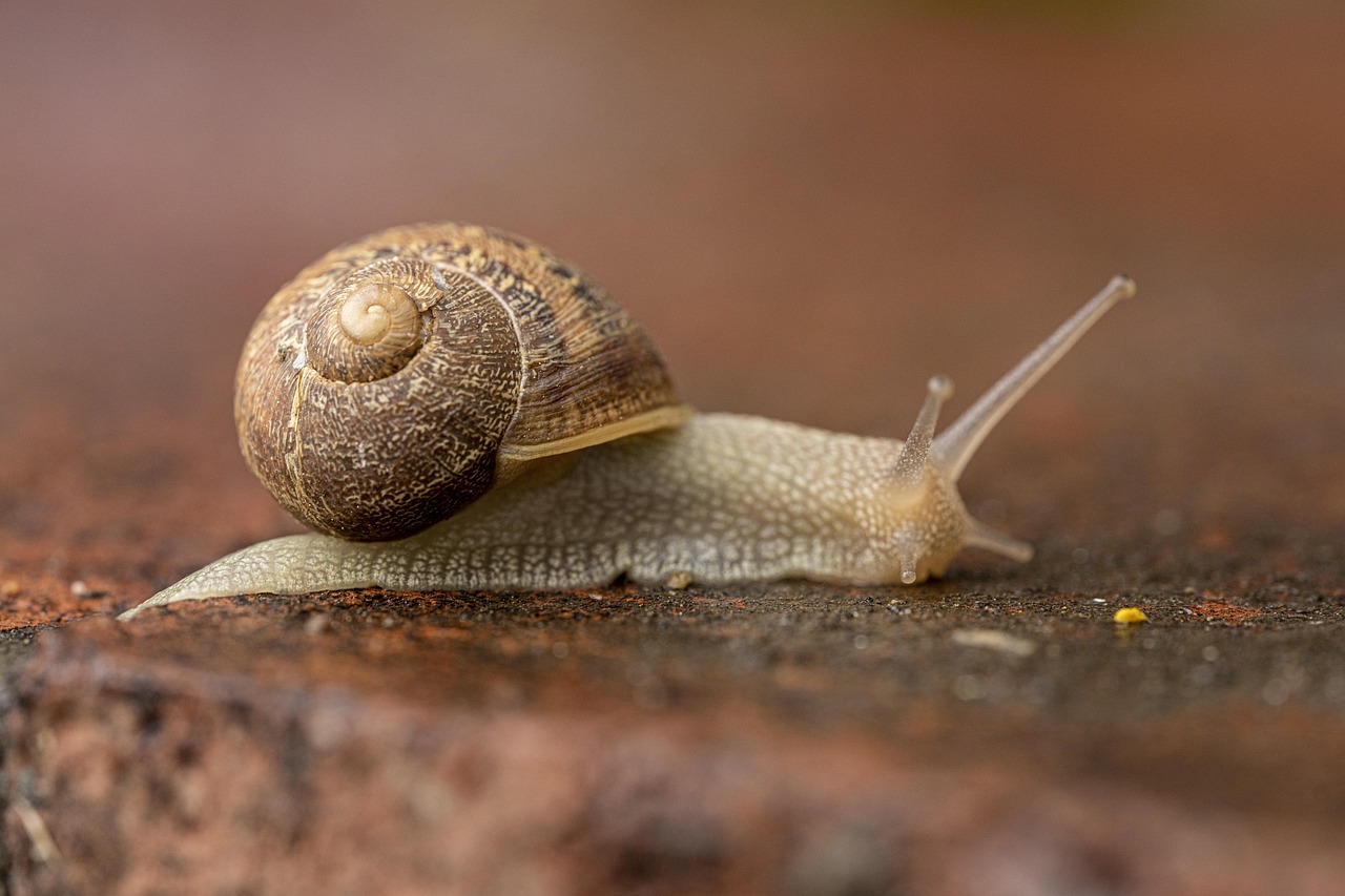 5.000+ kostenlose Schnecken und Natur-Bilder - Pixabay