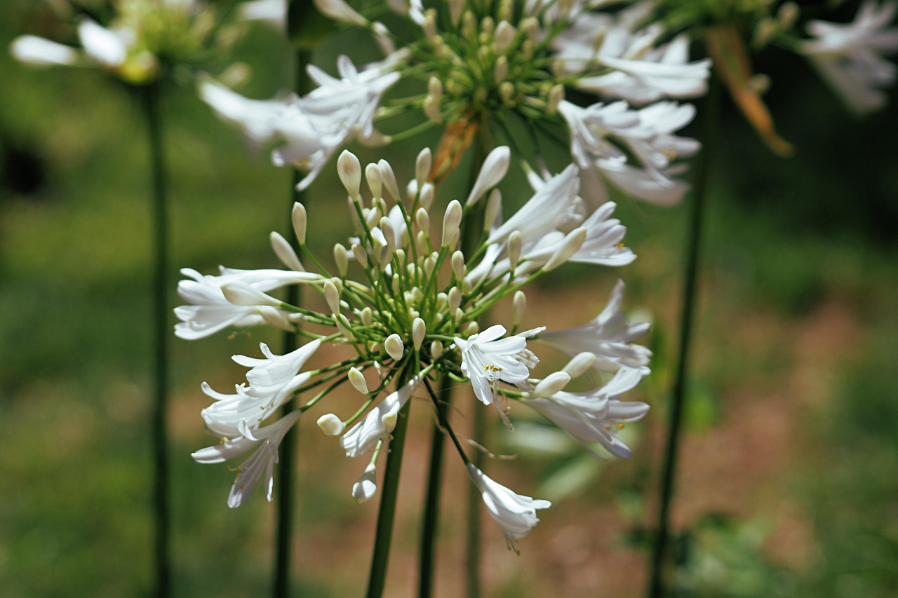 Flower Petal Stem - Free photo on Pixabay - Pixabay