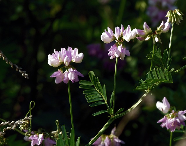 La Corona De Vicia Arveja - Foto gratis en Pixabay - Pixabay