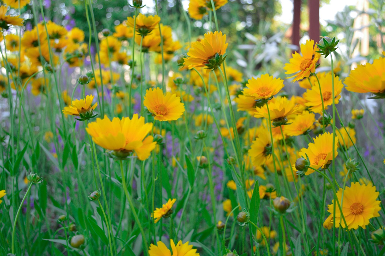 Primavera Flores Jardim - Foto gratuita no Pixabay
