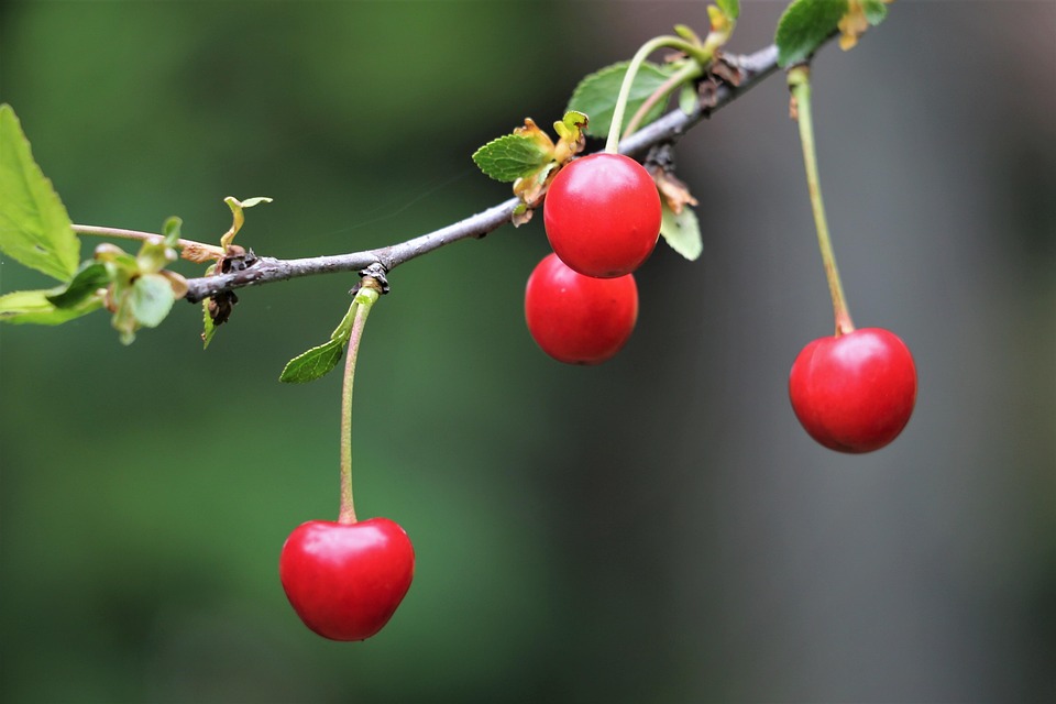 Sour Cherry Fruit Red - Free photo on Pixabay - Pixabay