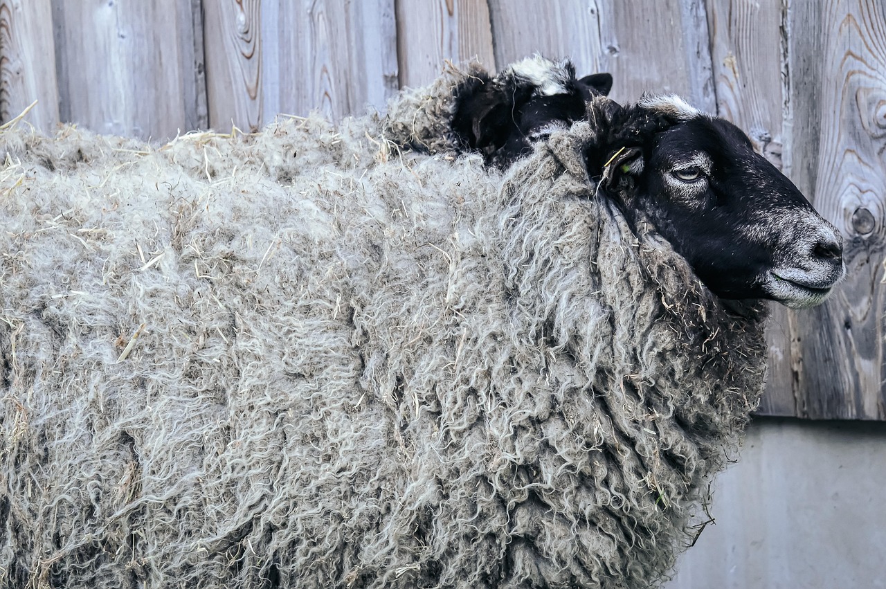Oveja Lana Animal - Foto gratis en Pixabay - Pixabay