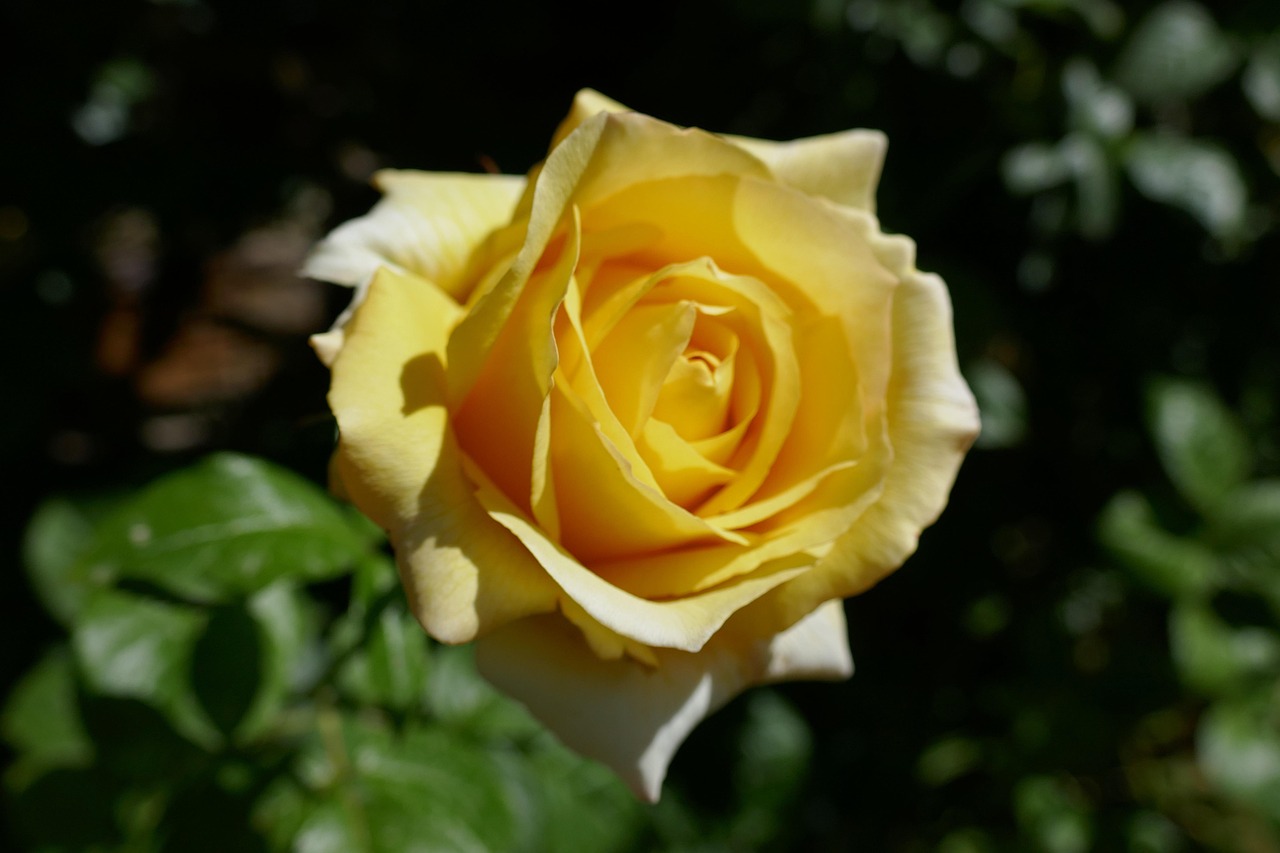 Rose Jaune Thabor Rennes - Photo gratuite sur Pixabay - Pixabay