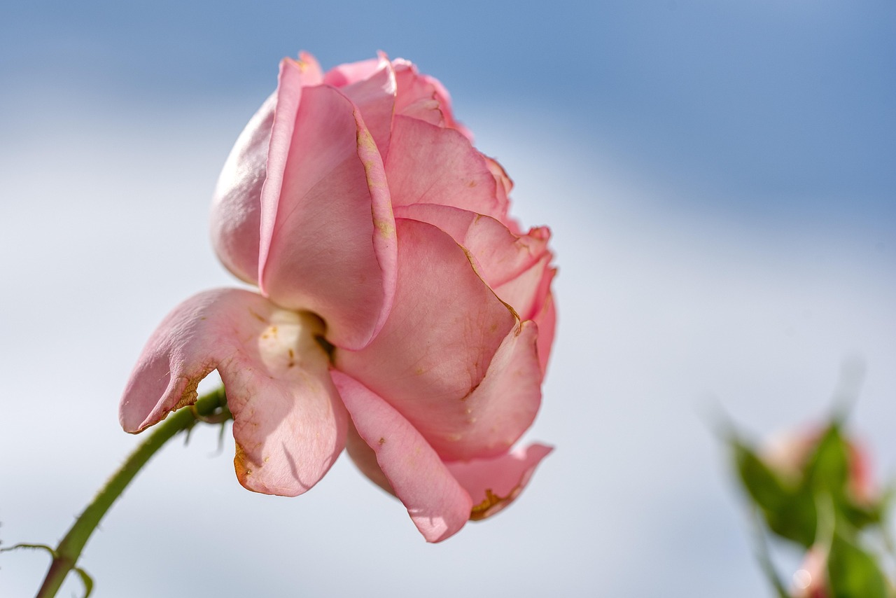 300,000+ Free Perfect Wallpaper & Perfect Images - Pixabay