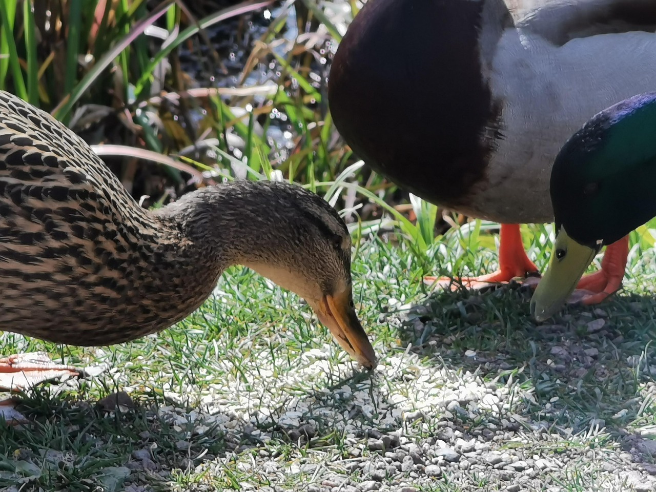 Animal Pictures Duck - Free photo on Pixabay - Pixabay