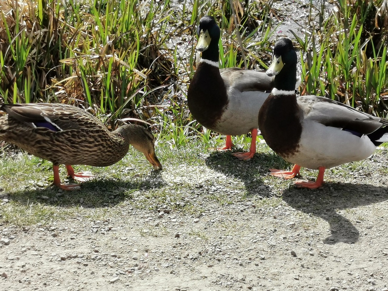 Fotos De Animais Patos - Foto gratuita no Pixabay - Pixabay