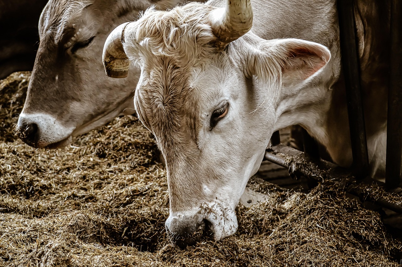 10,000+ Free Cow Pictures & Images [HD] - Pixabay