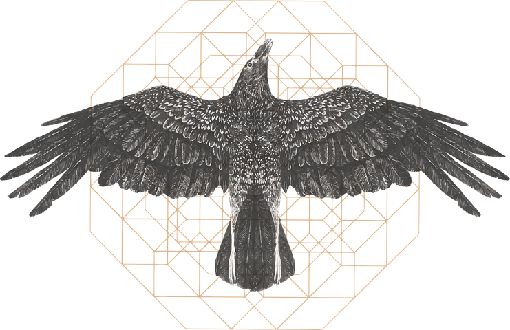 60+ Free Eagle Drawing & Eagle Illustrations - Pixabay