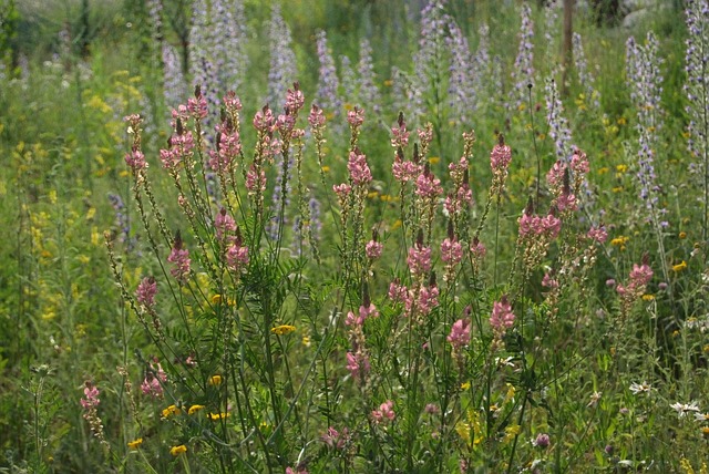 Sainfoin De Semences Prairie - Photo gratuite sur Pixabay - Pixabay