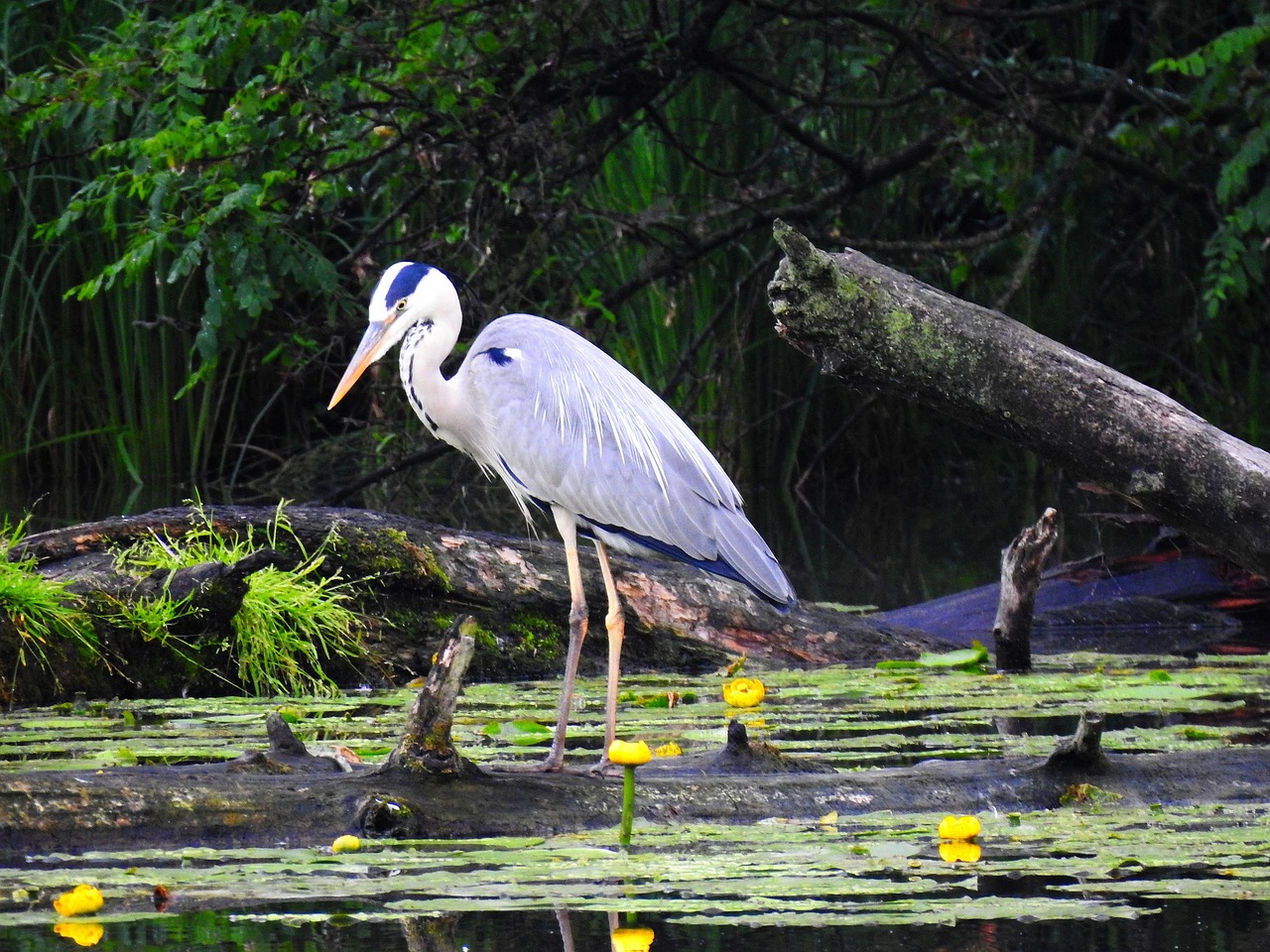 Pájaro Garza Lago - Foto gratis en Pixabay - Pixabay