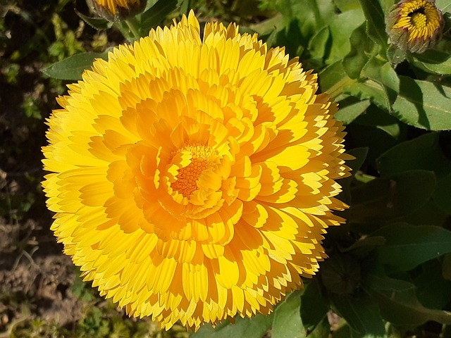Souci Jaune - Photo gratuite sur Pixabay - Pixabay