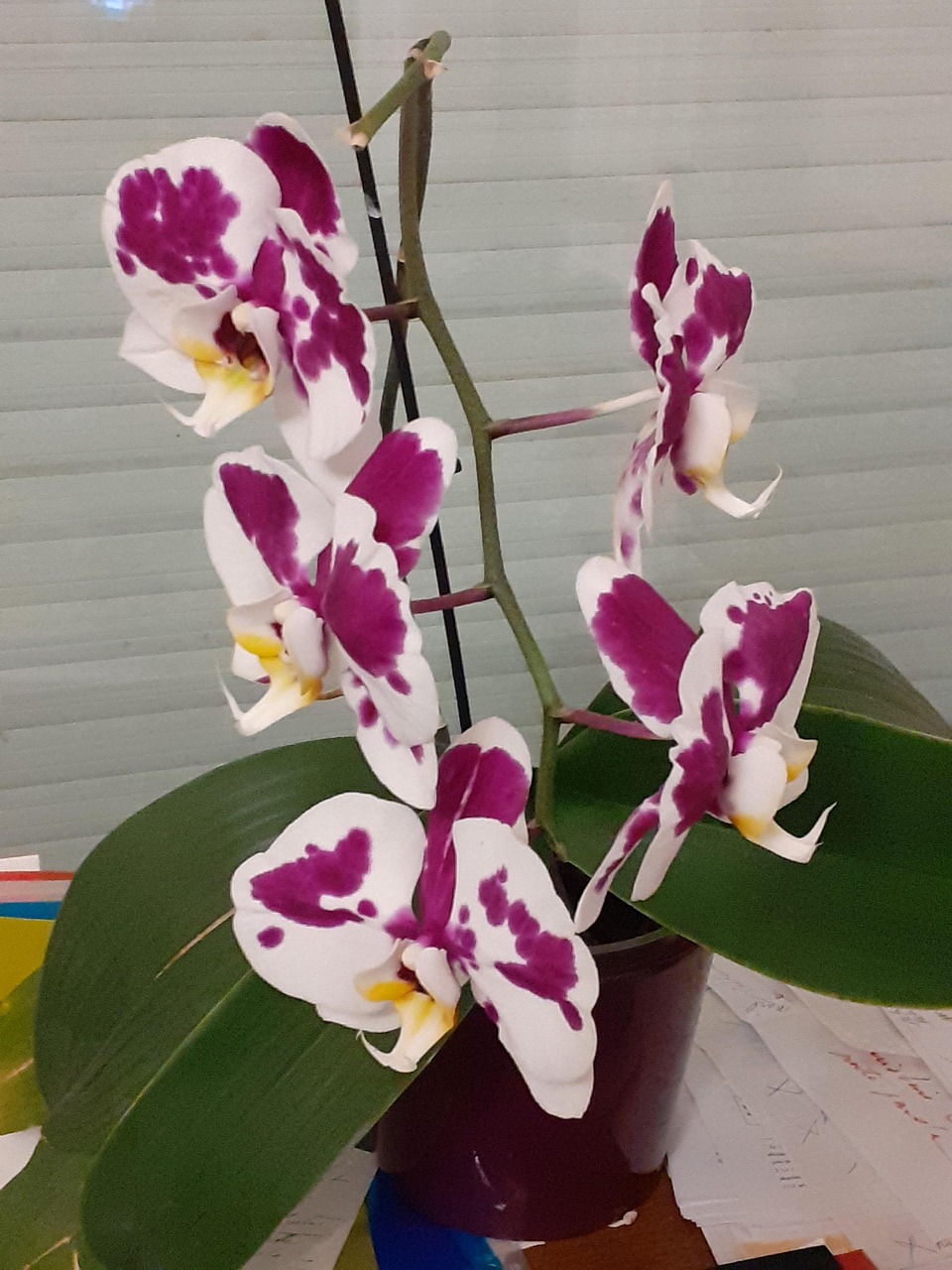 Orchidee Lila - Kostenloses Foto auf Pixabay - Pixabay