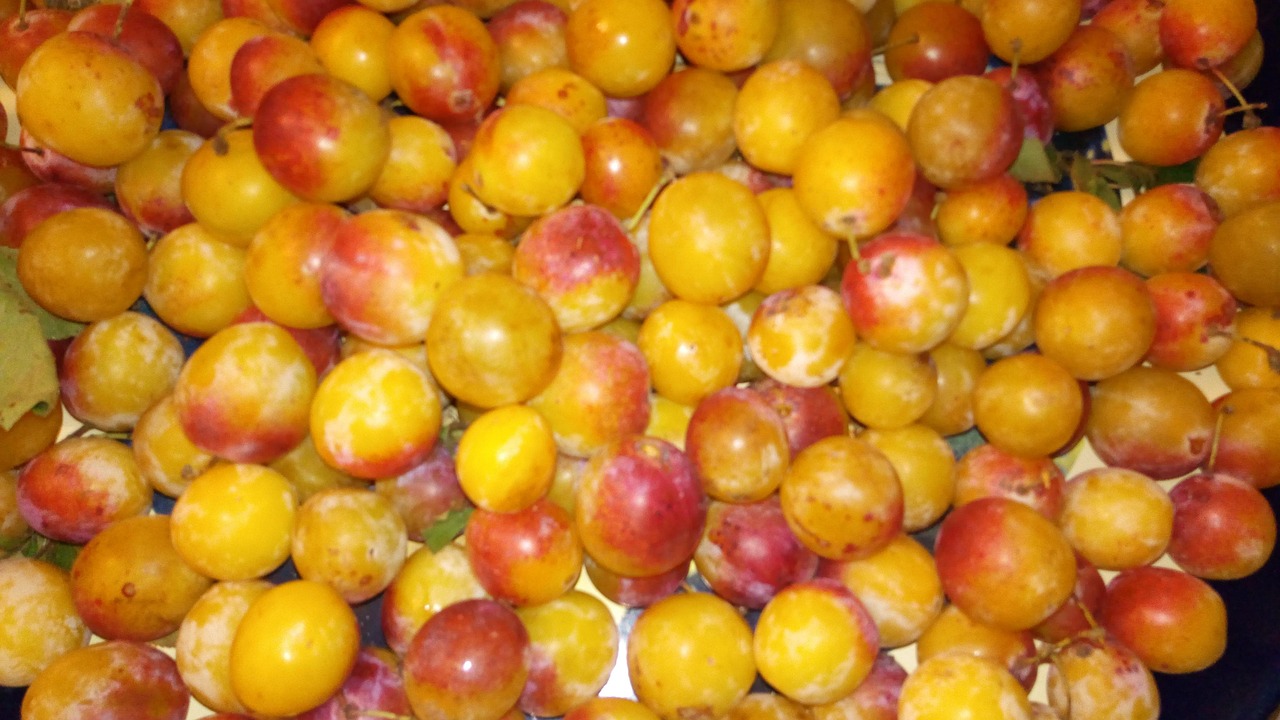 Mirabelles Fruits - Photo gratuite sur Pixabay - Pixabay