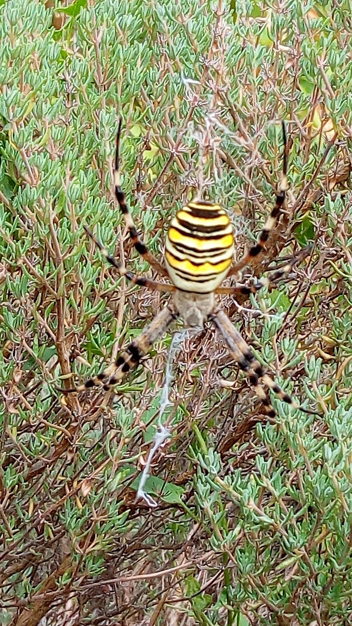 Spinne Garten Streifen - Kostenloses Foto auf Pixabay - Pixabay