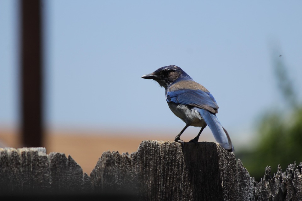 der-blaue-vogel-blue-jay-robin-kostenloses-foto-auf-pixabay