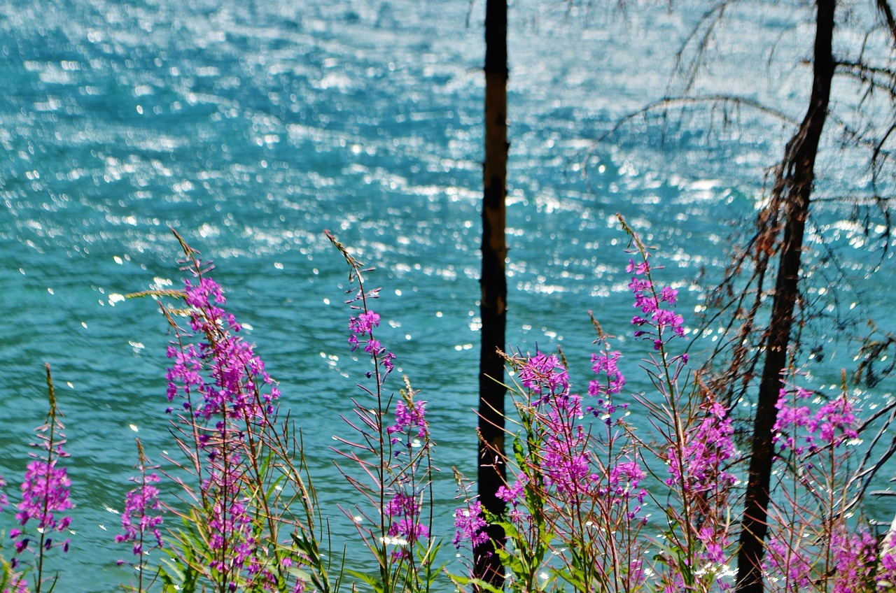 Wilde Blumen Baum See - Kostenloses Foto auf Pixabay - Pixabay