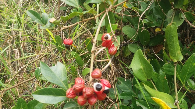 Guaraná Fruits Vermelhas - Photo gratuite sur Pixabay - Pixabay