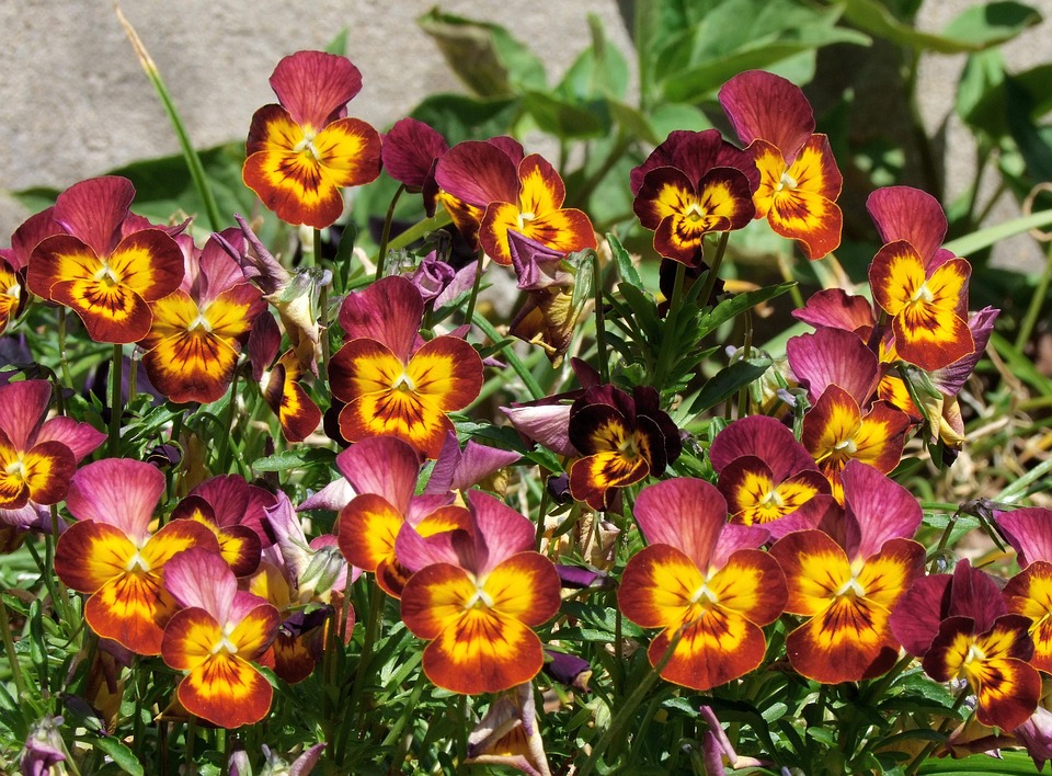 潘茜 Violaceae 花 - Pixabay上的免费照片 - Pixabay