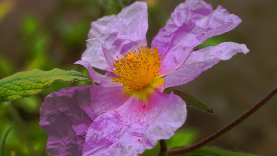 Blossom Bloom Folds - Free photo on Pixabay - Pixabay