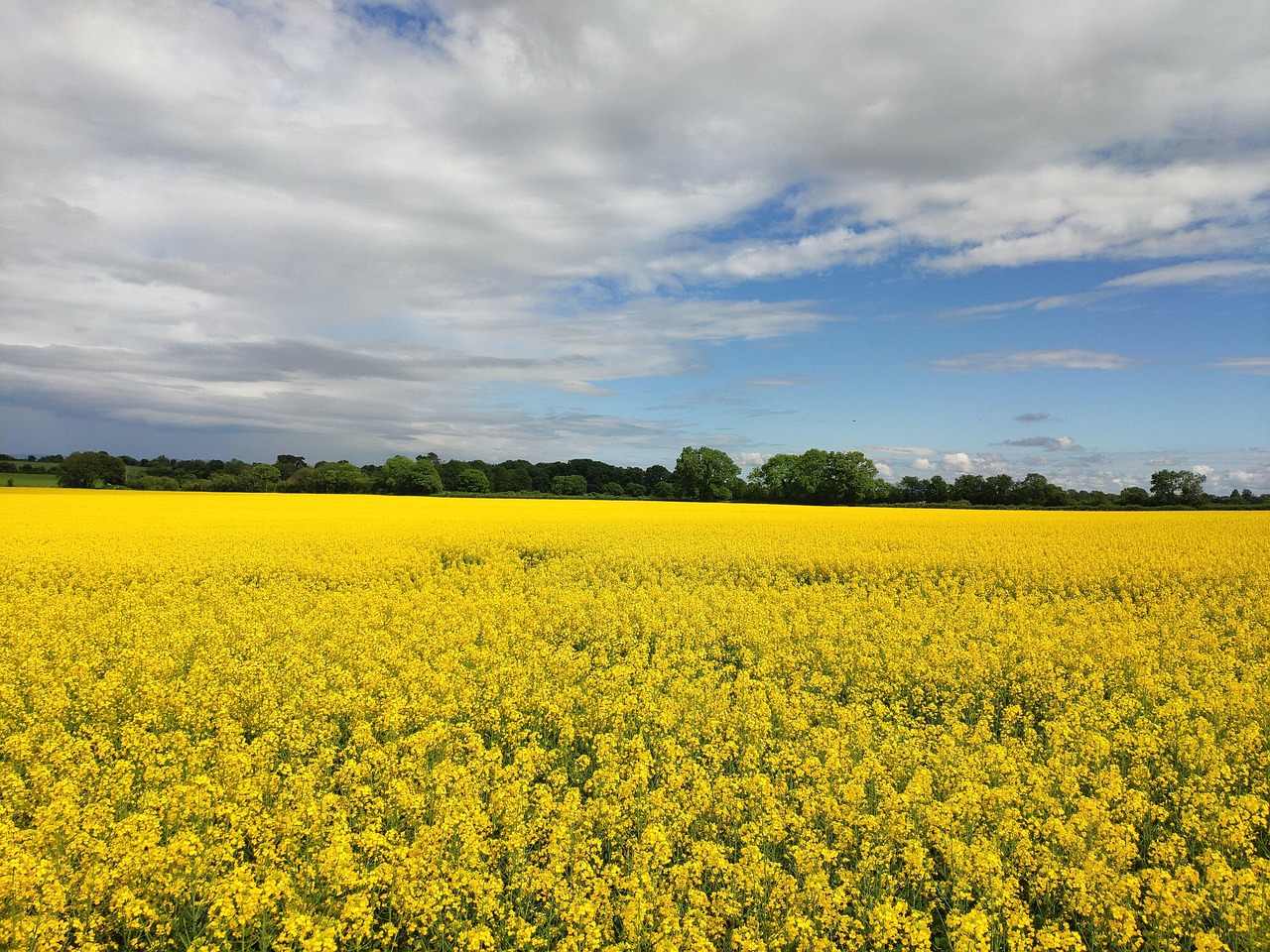 200,000+ Free Canola Plant & Plant Images - Pixabay