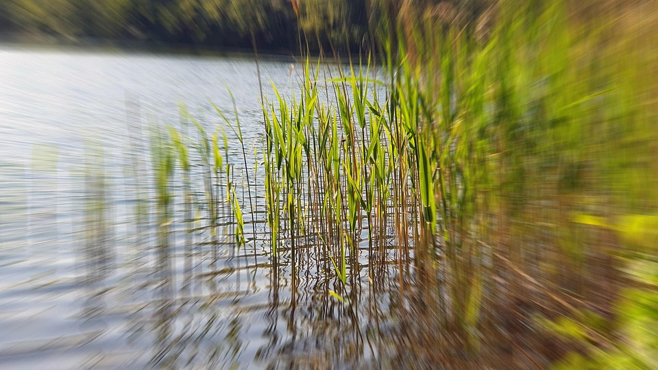 Water Reed Lake - Free photo on Pixabay