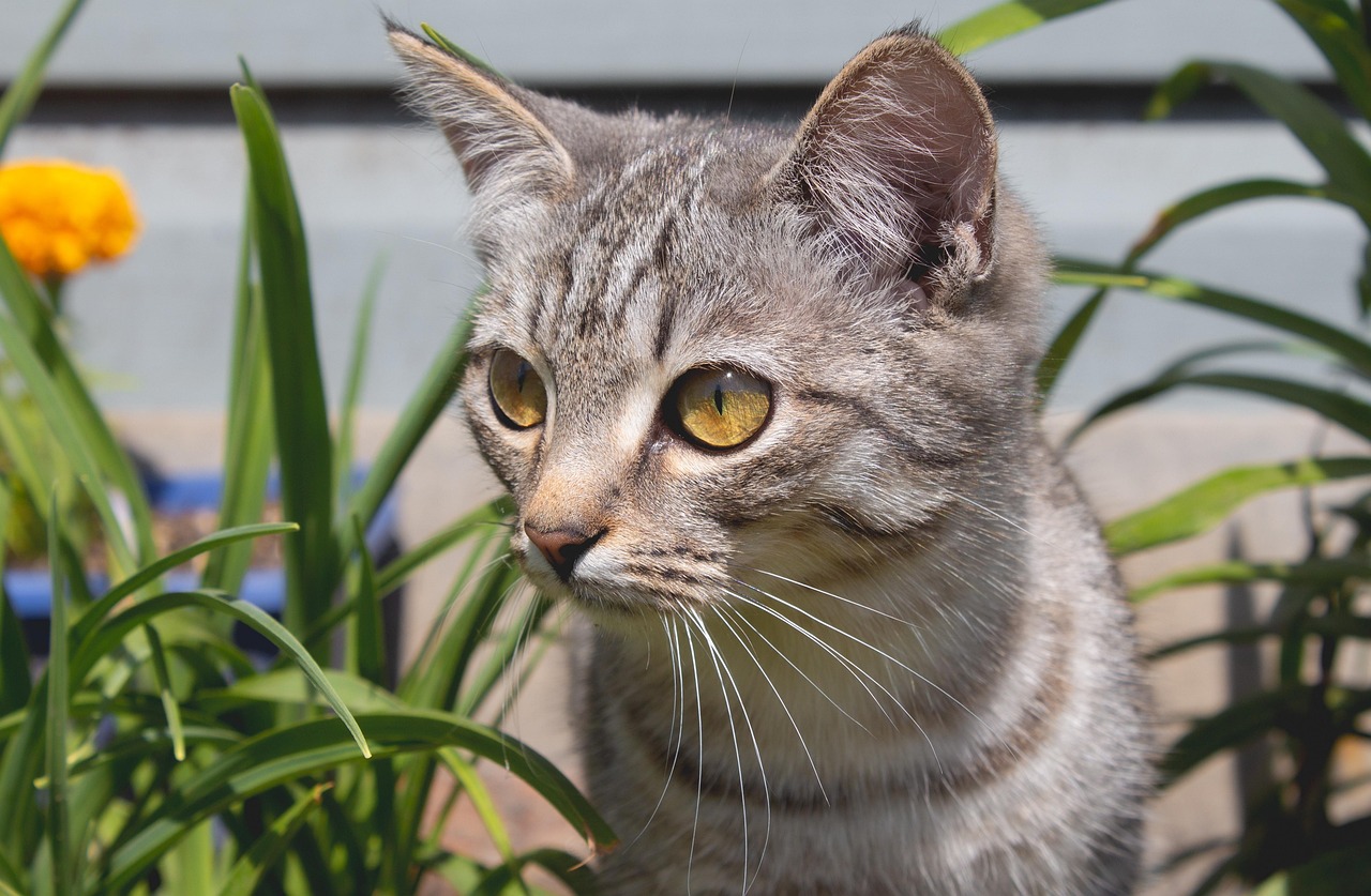 Foto Gratis De Gato Joven Tengo Un Gato Joven,está Bien De Salud, Lo