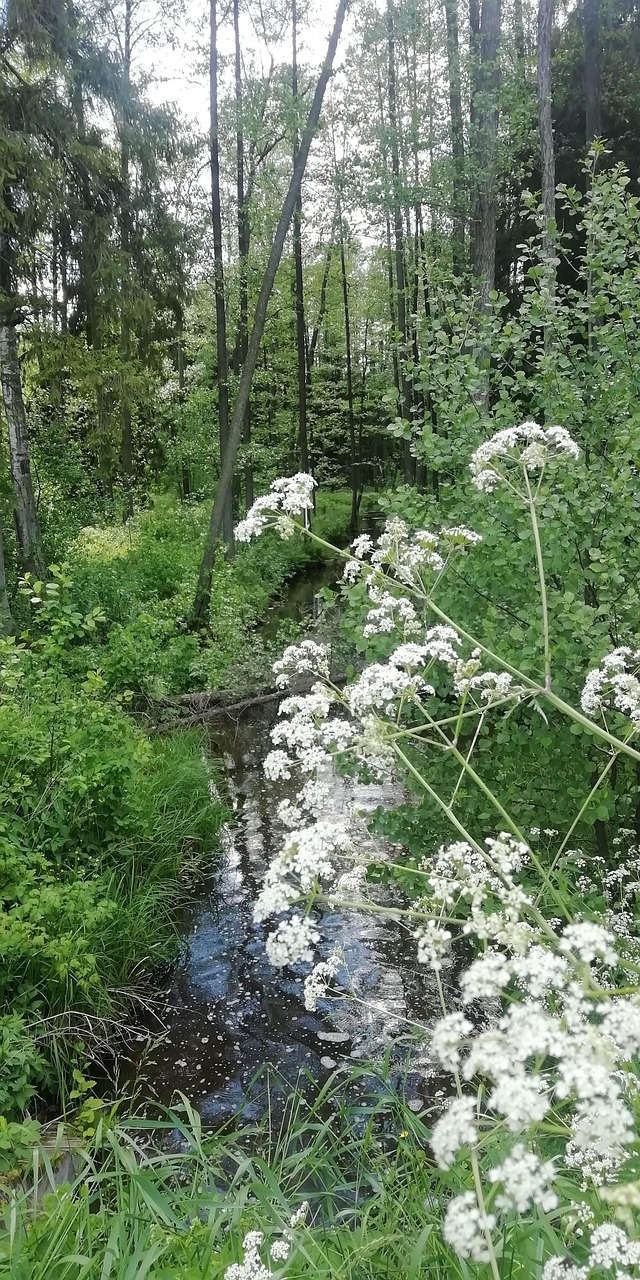 Nature Forêt Ruisseau - Photo gratuite sur Pixabay - Pixabay